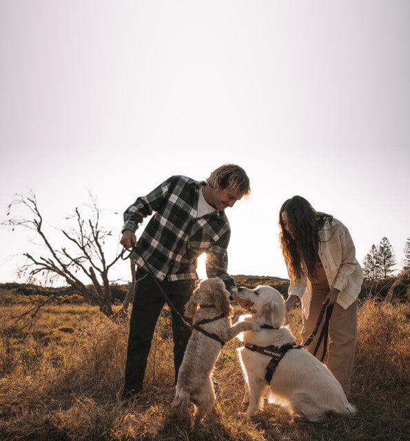 EzyDog Vario 4 Dod Leash Black Denim – Uncle Tom's Pet & Poultry