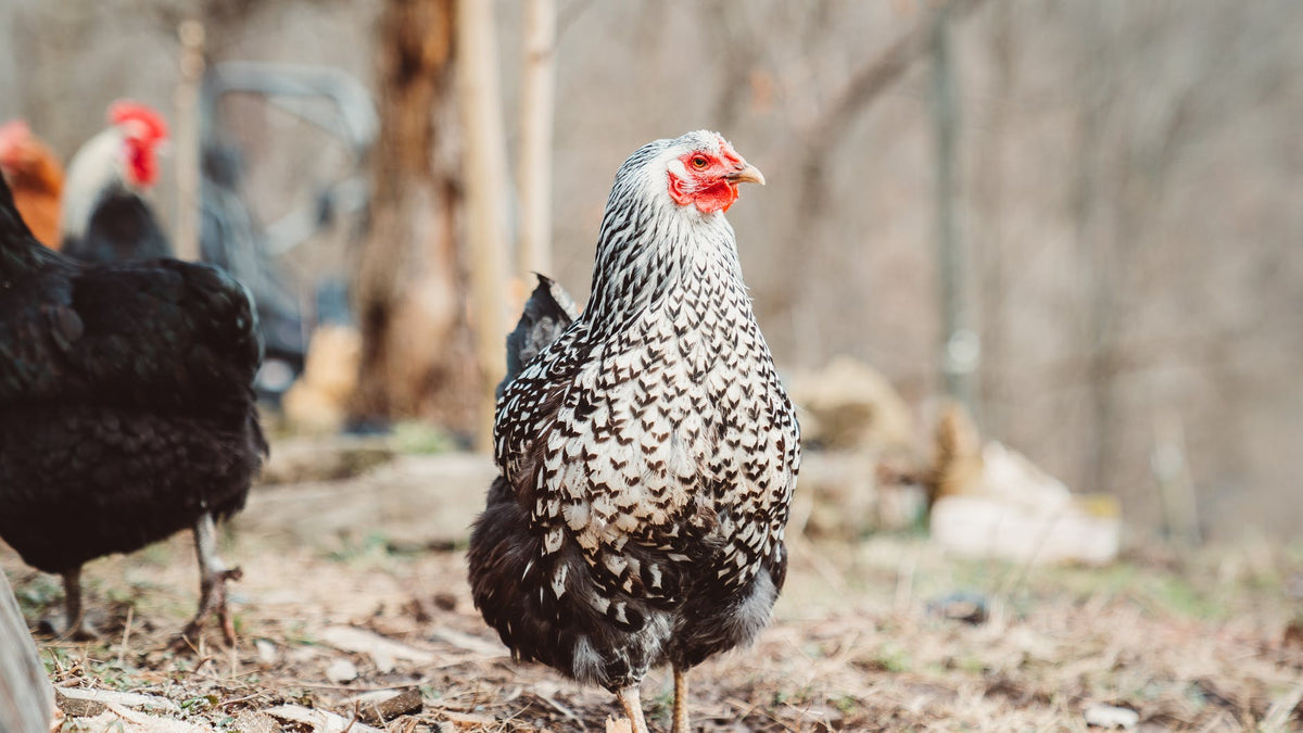 CHICKEN – Uncle Tom's Pet & Poultry